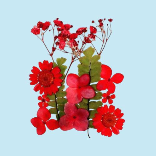 Pressed Flower Sheets – HOBBY DUBBY